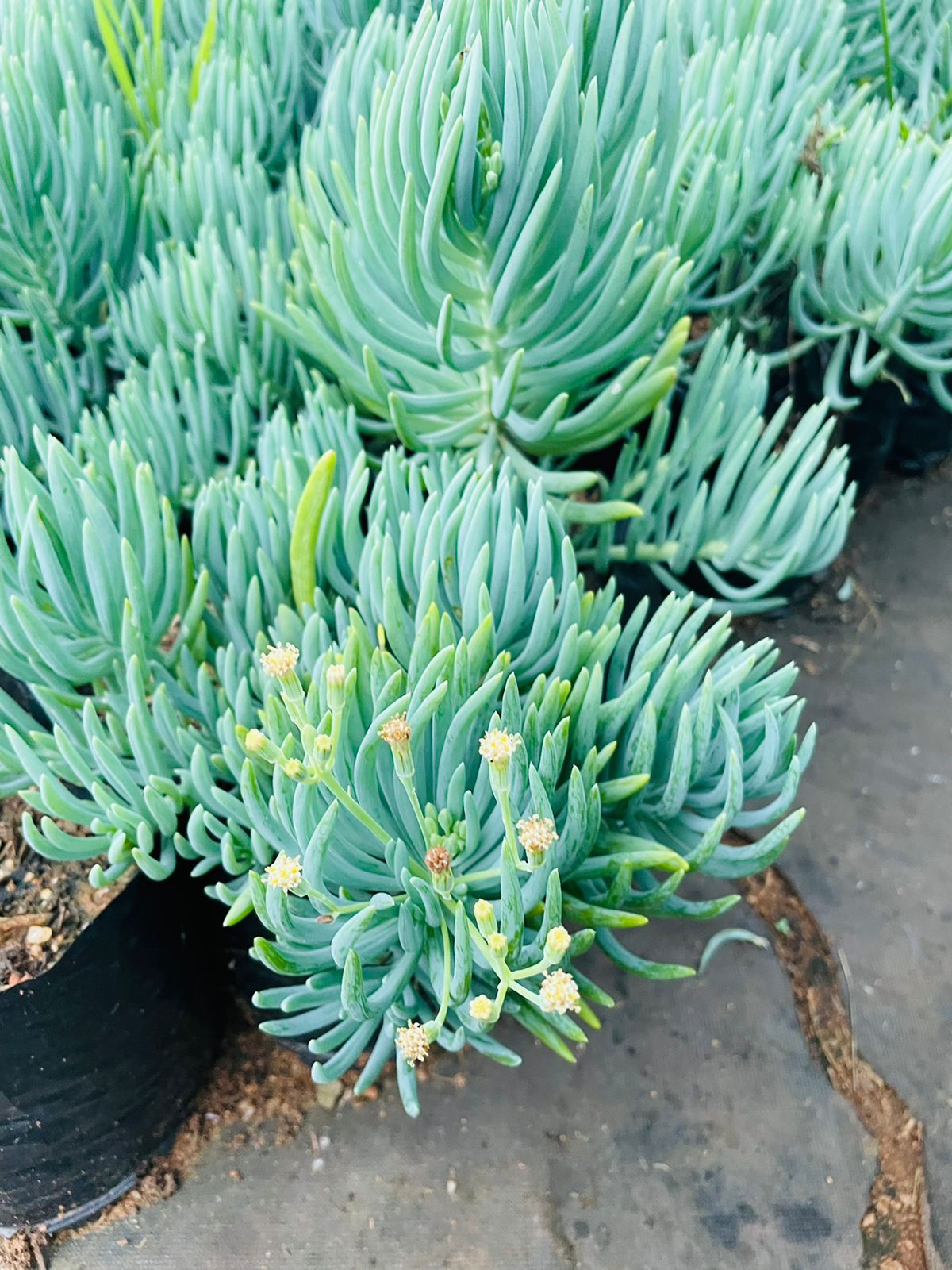 Farm Supplies - South Africa